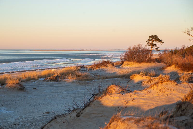 Sand Dunes with Pine Forest Over Sea in the Winter at White Sea ...