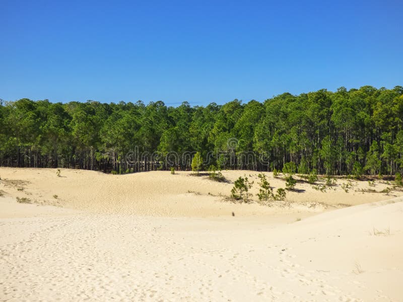 Sand Dunes and Pine Tree Forest in Florianopolis, Brazil Stock Image ...