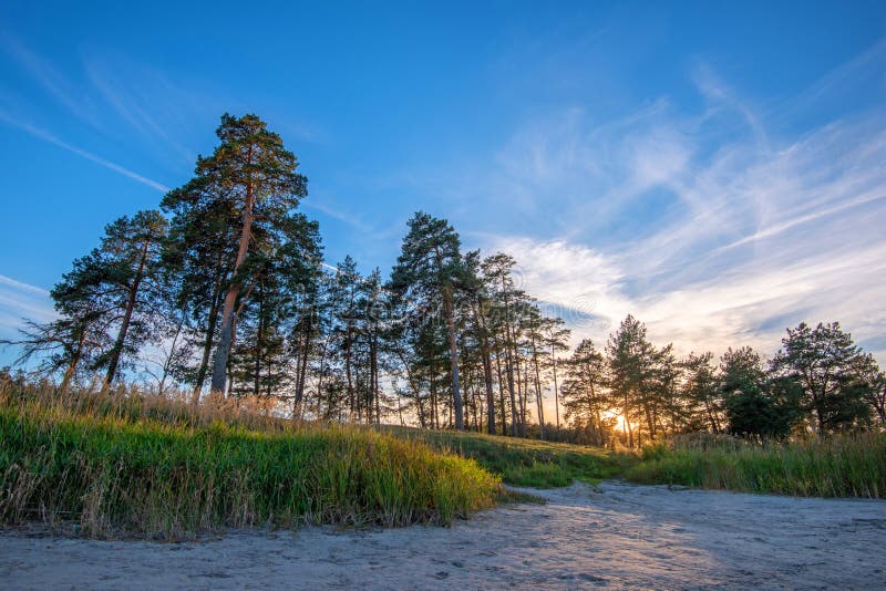 Sand dunes with pine trees stock image. Image of scenery - 127585457
