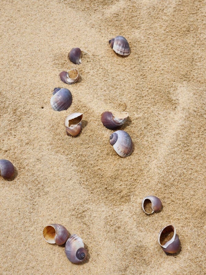 Sand dunes and shells stock photo. Image of brown, carving - 270075872