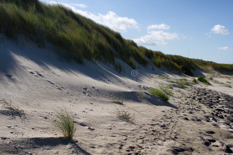 Sand Dunes on Zeeland Beach in Netherlands Stock Photo - Image of wind ...