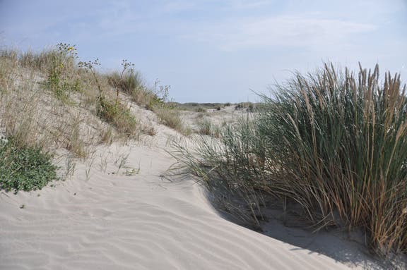 Sand, Ecosystem, Grass, Grass Family Stock Image - Image of plant ...