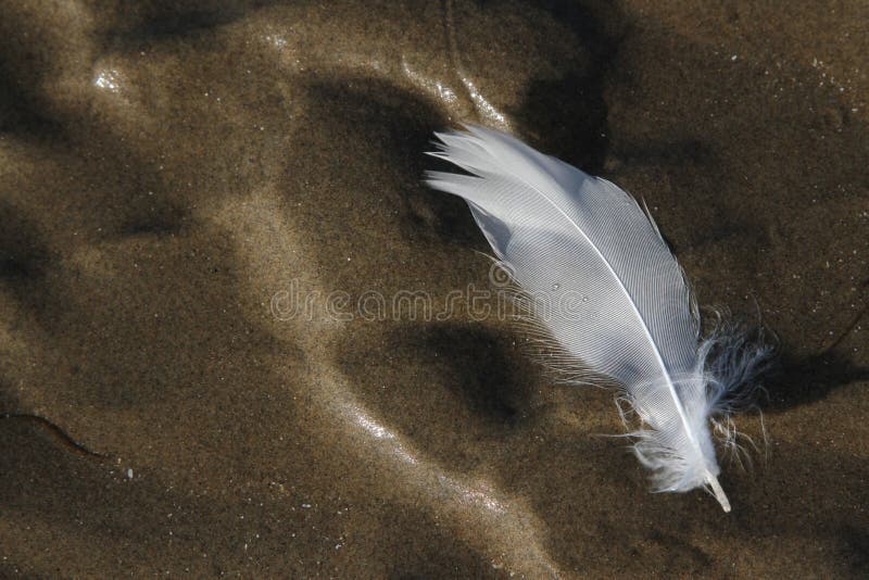 Sand feather. stock photo. Image of background, sand - 25550668