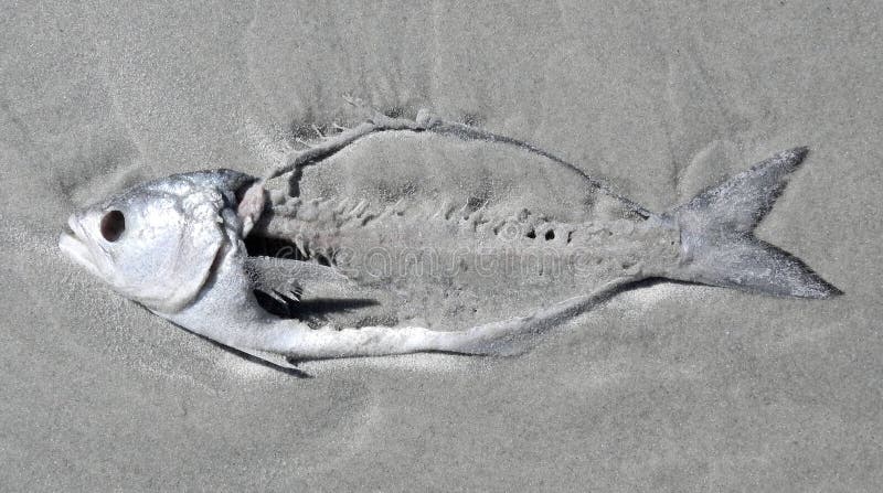 Sand fish stock photo. Image of dead, fish, sand, nature - 60996898