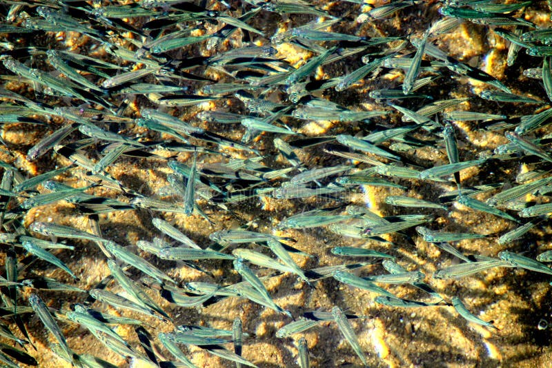 Sand fish stock photo. Image of group, beach, outdoor - 86065752