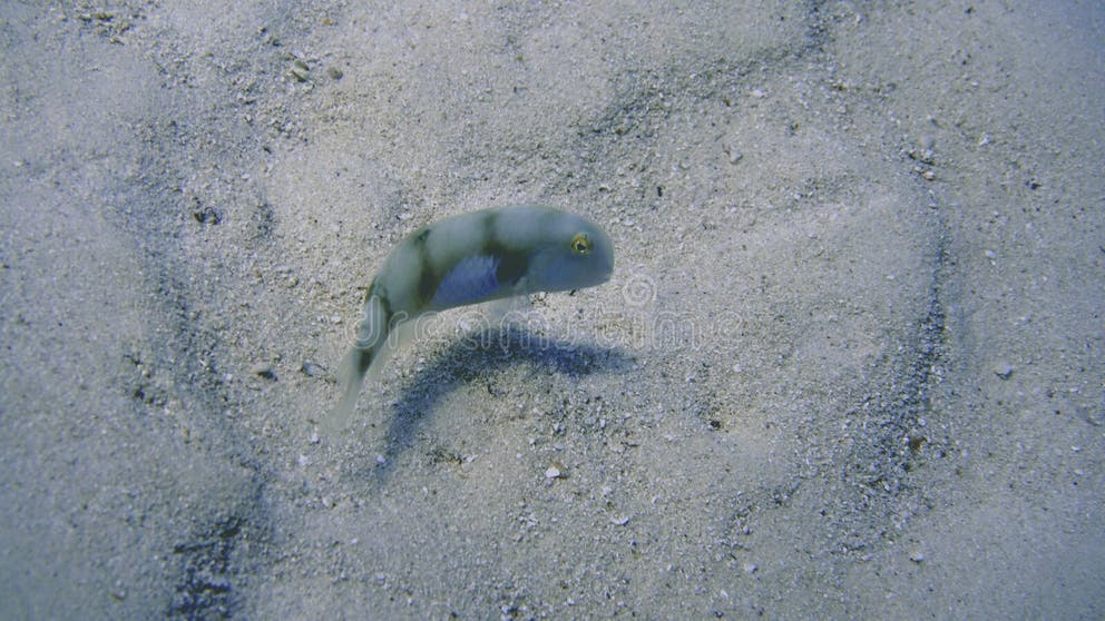Sand Fish Maldives Underwater Stock Photo - Image of sand, underwater ...