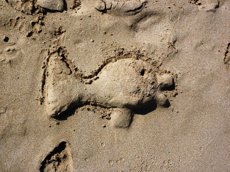 Sand Fish on Tropical White Sandy Beach. Sand Background Stock Image ...
