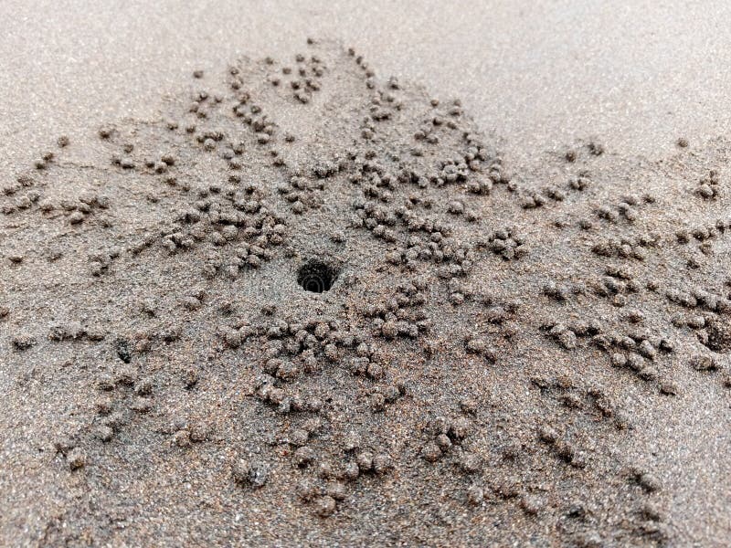 Sand Fleas