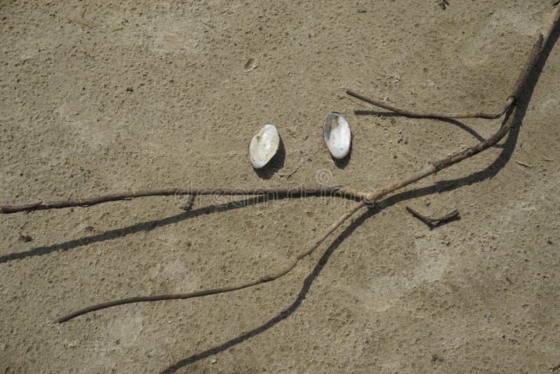 Sand after Flooding on the River Bank. Branch and Shells on the Sand ...