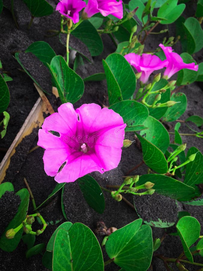 Sand flower at the beach stock photo. Image of called - 208873136