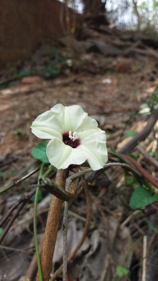 Sand flower stock photo. Image of chamomile, crushed - 10592188