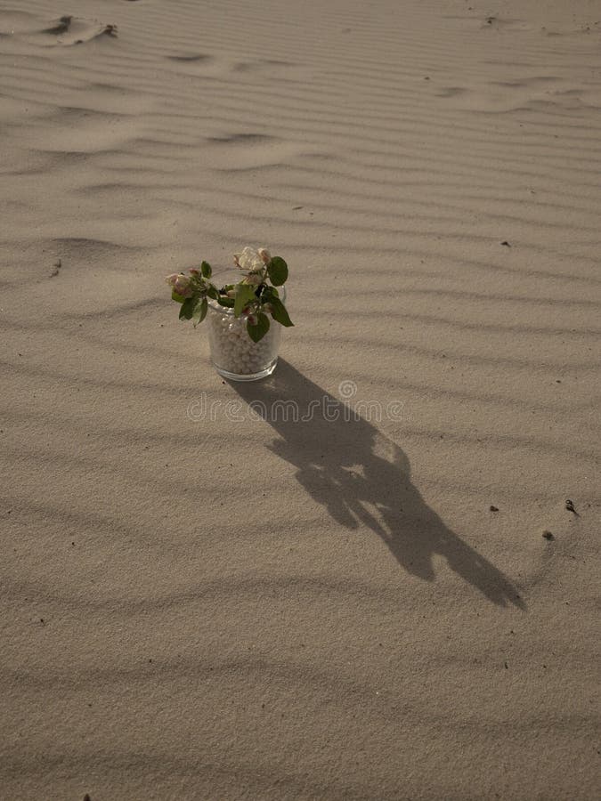 Sand flower stock image. Image of sand, flower - 202314211