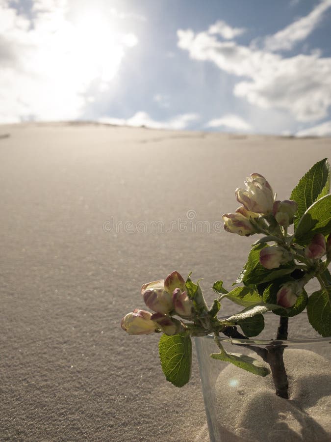 Sand flower stock photo. Image of sand, flower - 202314410