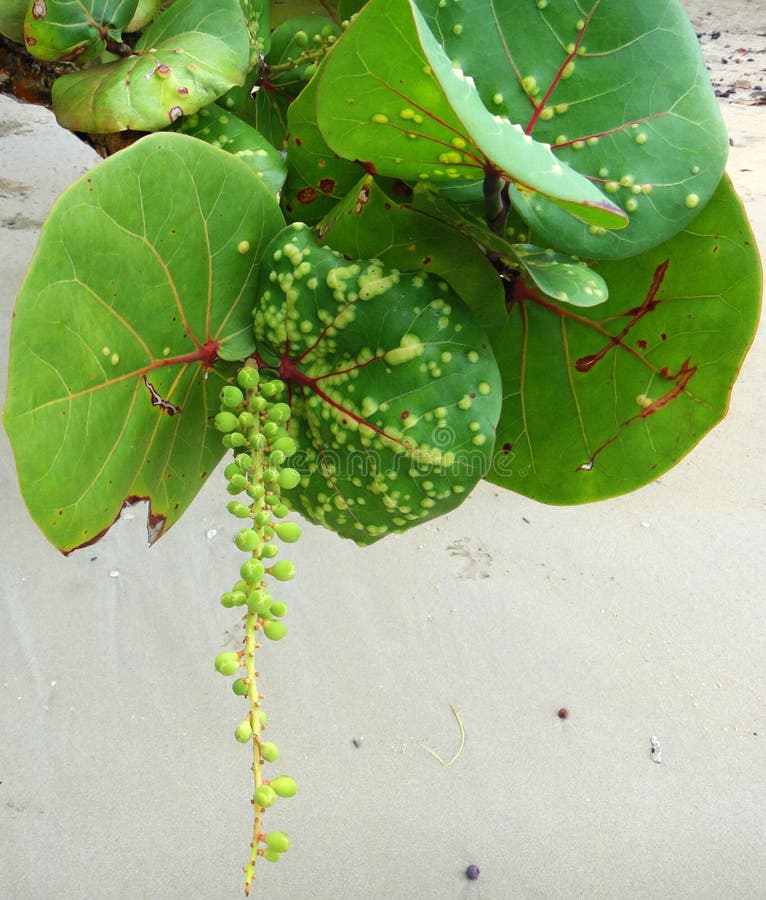 Sand flower stock photo. Image of beach, green, sand - 65785074