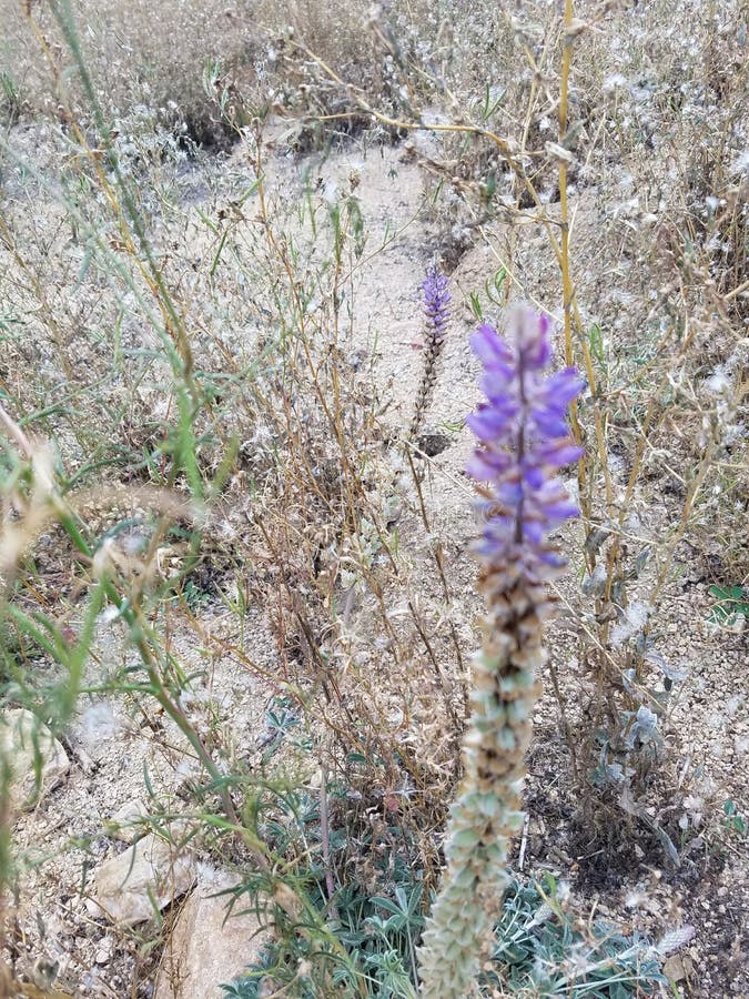 Sand Flowers stock image. Image of lavender, pink, collection - 100520739