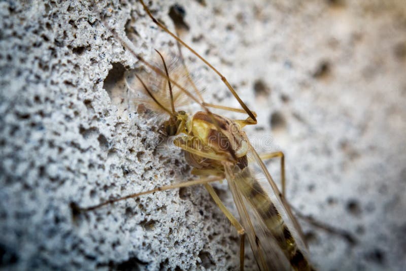 Sand Fly Gnat stock image. Image of nature, pest, wings - 72307987