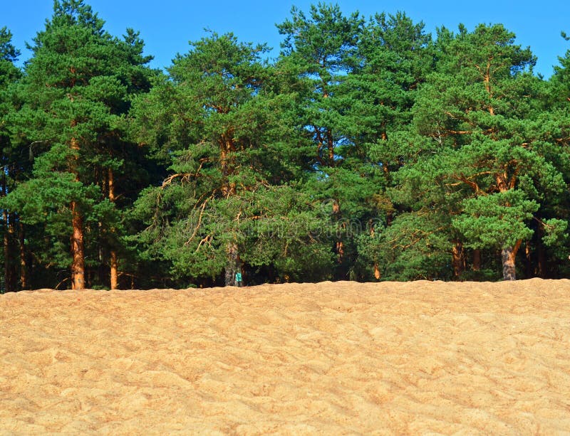 Pine Tree and Waterfall Landscape Stock Photo - Image of stream, tide ...