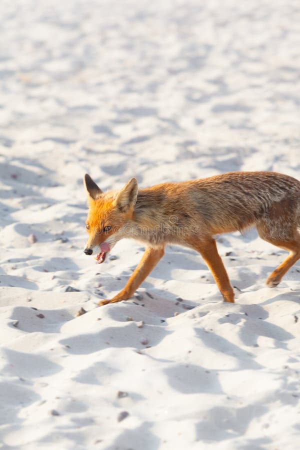 Sand Fox stock image. Image of wildlife, hungry, wild - 63723451