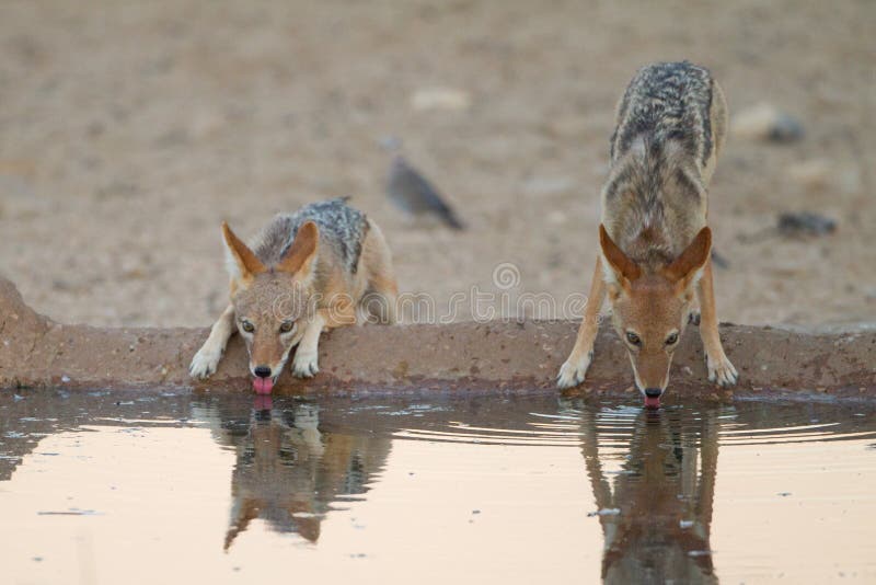 222 Happy Foxes Stock Photos - Free & Royalty-Free Stock Photos from ...