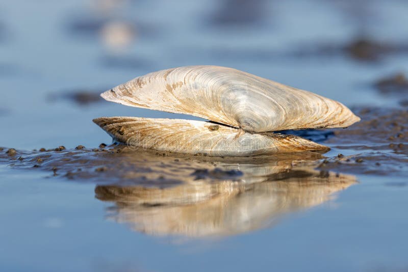 Sand gaper stock image. Image of intertidal, shell, soft - 234522403