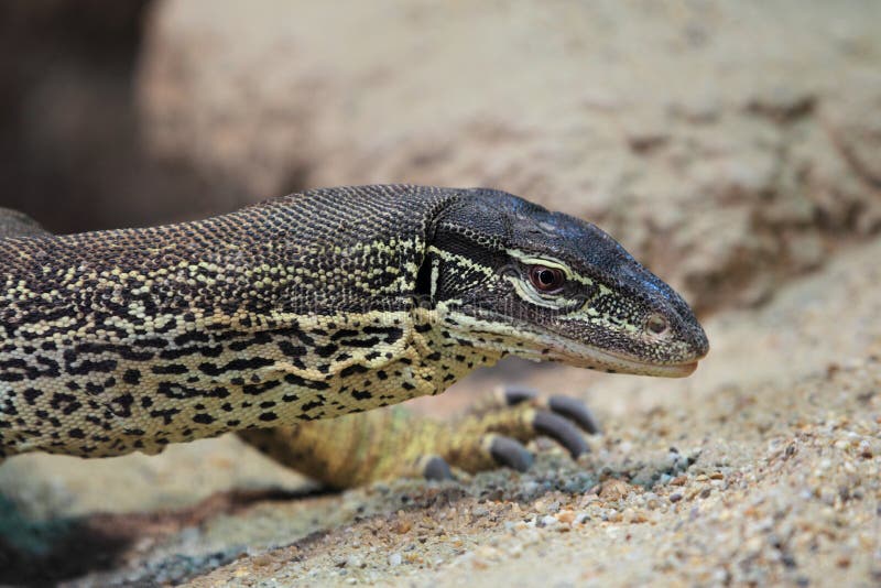 Sand goanna stock image. Image of gould, sand, australian - 22339771