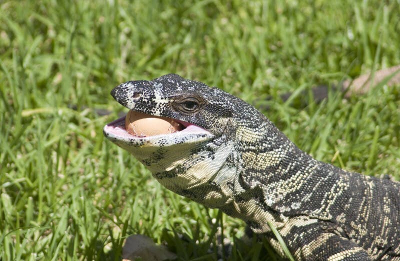 Sand goanna stock photo. Image of reptiles, eating, wildlife - 63852126