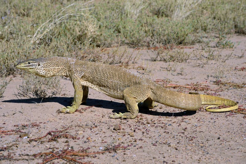 Australian Sand Monitor (Varanus Gouldii) Stock Photo - Image of ...