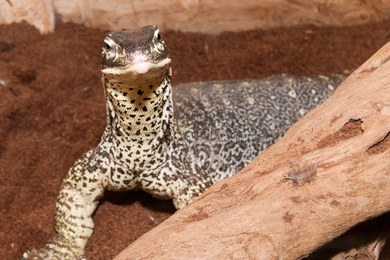 Sand Goanna Portrait stock image. Image of nature, dragon - 14862643