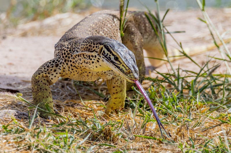 Sand Goanna in Queensland Australia Stock Image - Image of outdoors ...