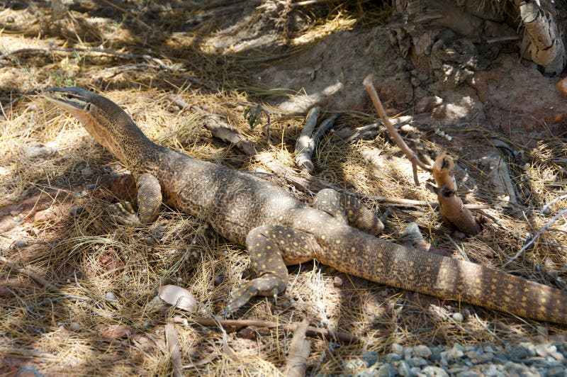 Sand goanna stock photo. Image of lizard, climbing, reptile - 35241828