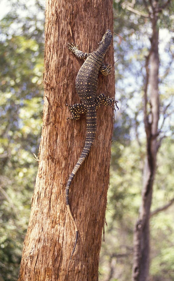 Goanna stock photo. Image of animal, outback, center, daylight - 3174044