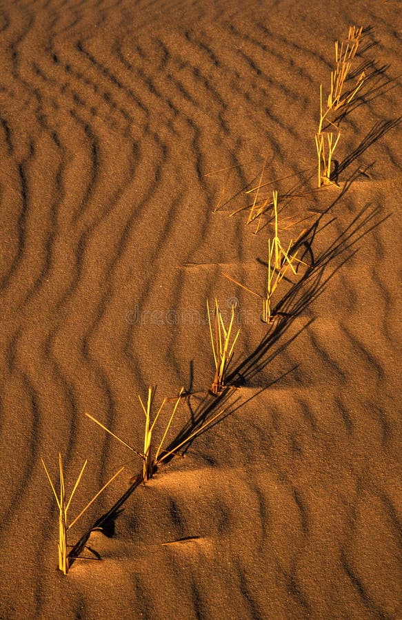 Sand & grass stock photo. Image of summer, spring, sand - 20138