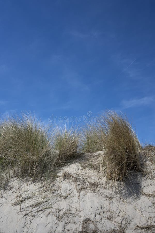 Sand and Grass Barriers with Grass Protect Sea Water Stock Photo ... Sand and Grass Barriers with Grass Protect Sea Water Stock Photo ...