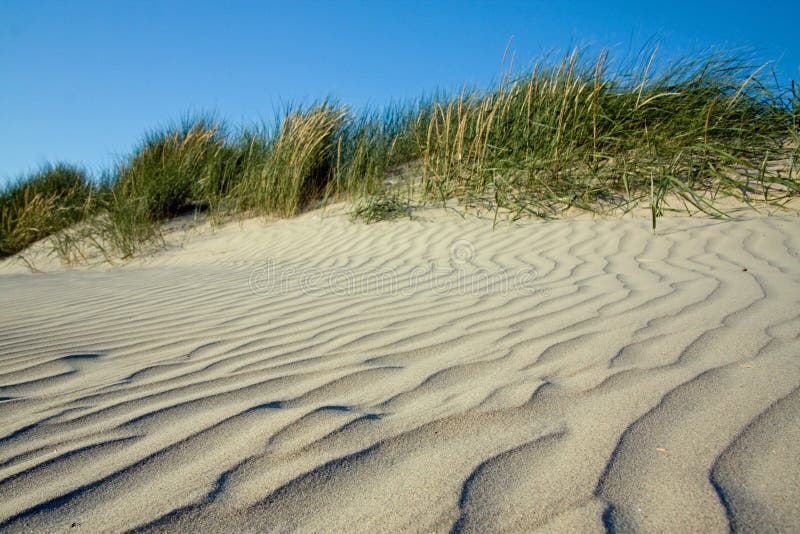 Sand and Grass on the Beach Stock Image - Image of dunes, beach: 20645297