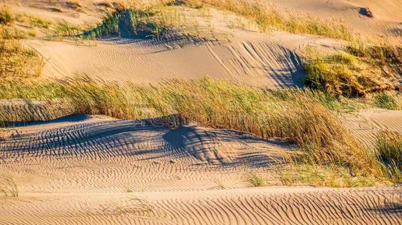 Sand and grass stock image. Image of sand, naglis, reserve - 64298245
