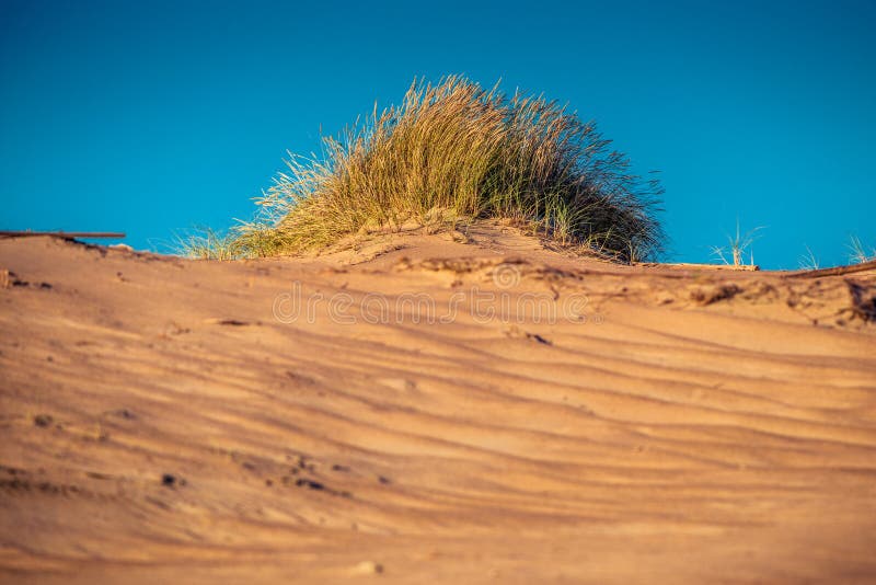 Sand and grass stock photo. Image of lithuania, wild - 64298274