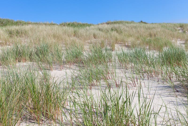 Sand and grass. stock photo. Image of north, sandy, tourism - 34301504