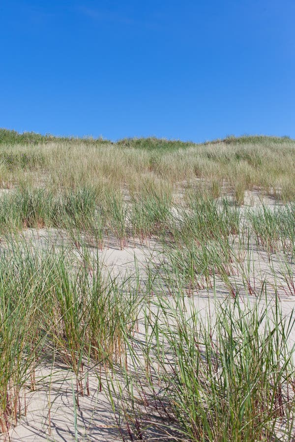 Sand and grass. stock image. Image of landscape, water - 34301507