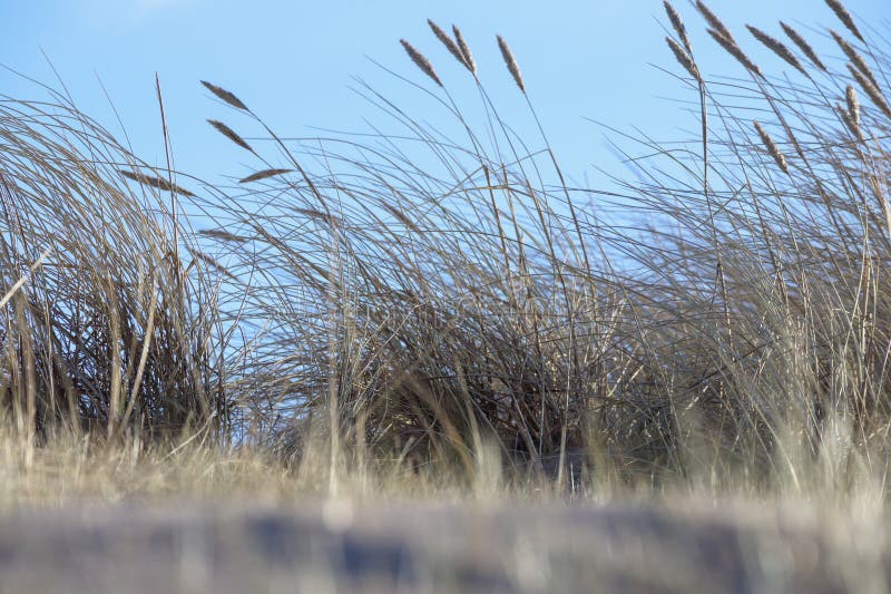 .sand with Grass, Sky and a Blue Spot in the Upper Right Corner Stock ...
