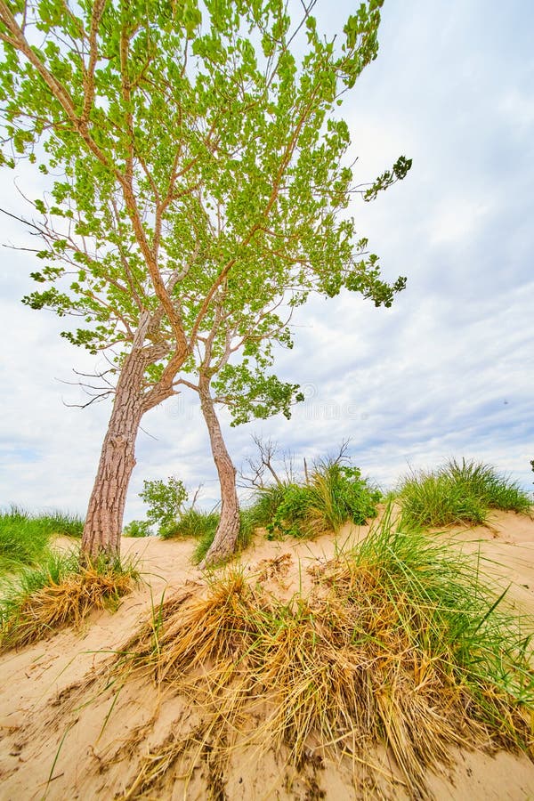Sand and Grasses by Large Tree at Ground Level of Sand Dunes Stock ...