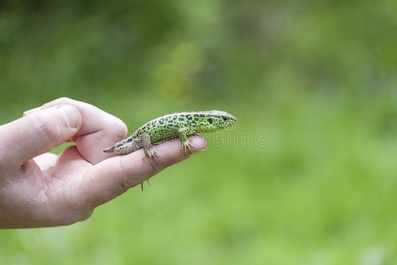 Sand Green Lizard in Human Hand without Tail Stock Image - Image of ...