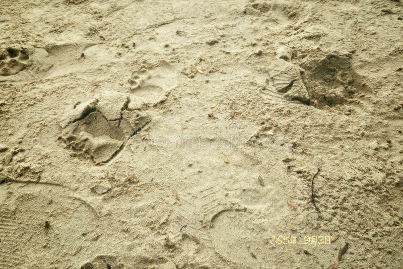 Sand on the Ground at the Beach. Rough Surface Texture in Nature Stock ...