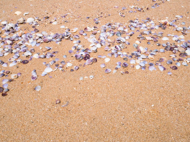 Sand Ground Floor and Seashell Stock Image - Image of organic, dust ...