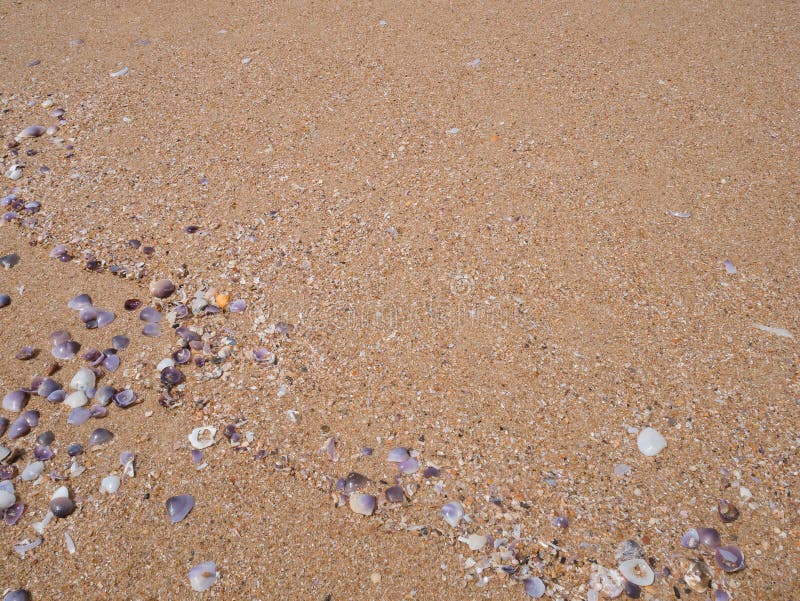 Sand Ground Floor and Seashell Stock Photo - Image of pebble, closeup ...