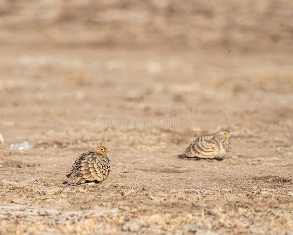 Sand grouse stock photo. Image of close, heat, habitat - 362753420