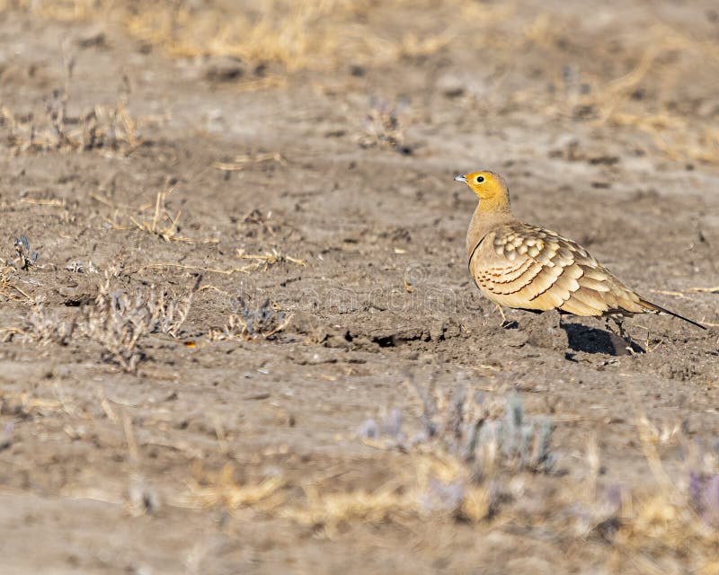 A Sand Grouse Looking Back To Camera Stock Photo - Image of desert ...