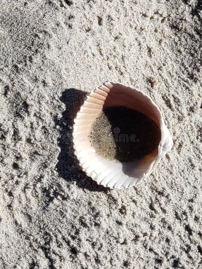 Sand on the Half Shell stock image. Image of beach, seashell - 173703301