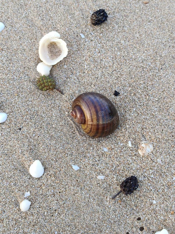 On the Sand at the Has Shells Different Stock Image - Image of shells ...