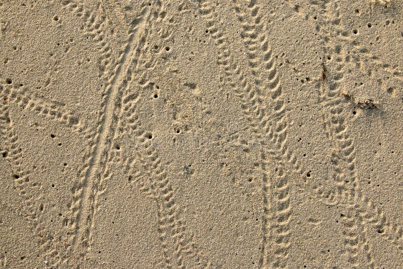 Sand with Hermit Crab Footprints Stock Photo - Image of shell, foot ...