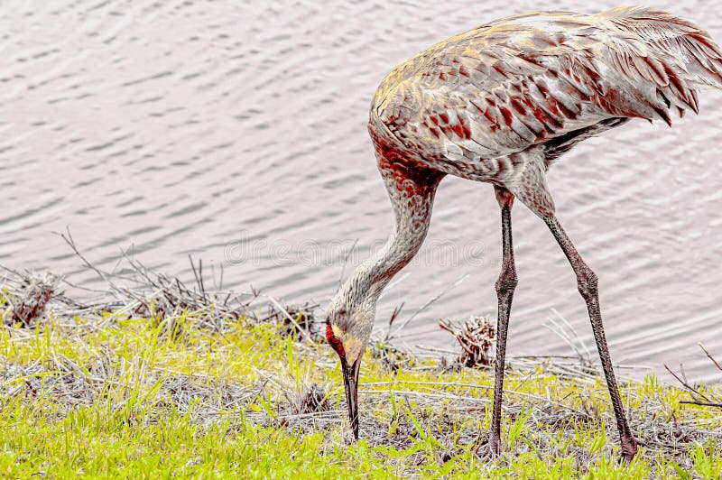 Sand Hill Crane, Poking Around, for Next Meal, on Edge of a Tropical ...